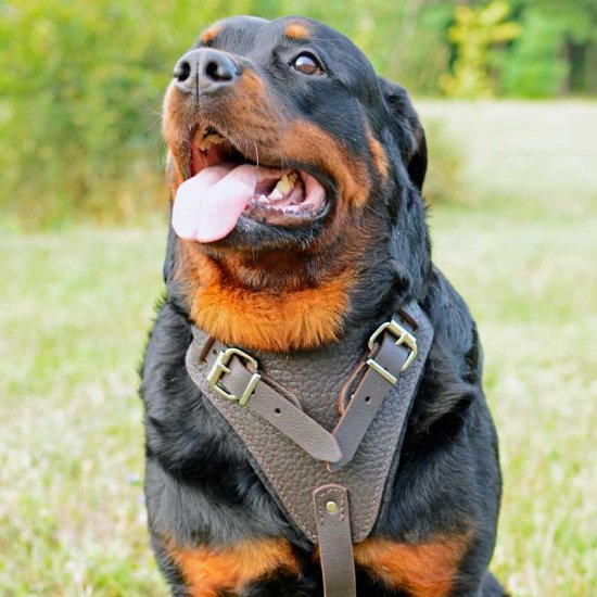 Buy Leather Rottweiler Harness | Attack Training | Dog Walking