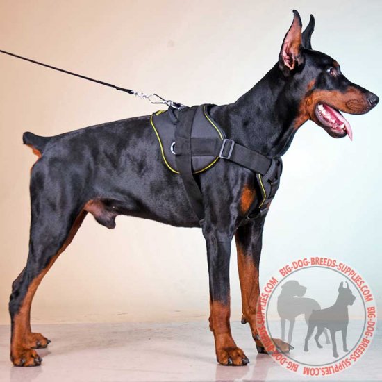 How Do I Stop My Doberman Pulling On Lead
