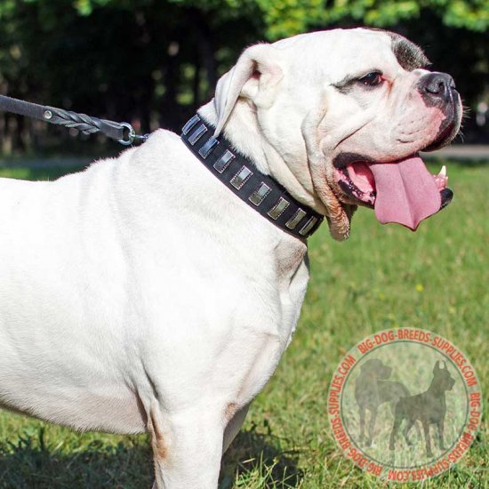Buy Leather American Bulldog Collar with Studs for Walking Training